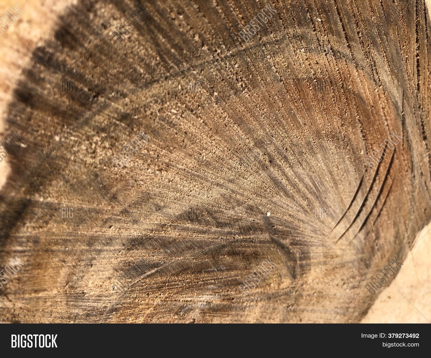 Wood Texture Saw Cut Image & Photo (Free Trial) | Bigstock