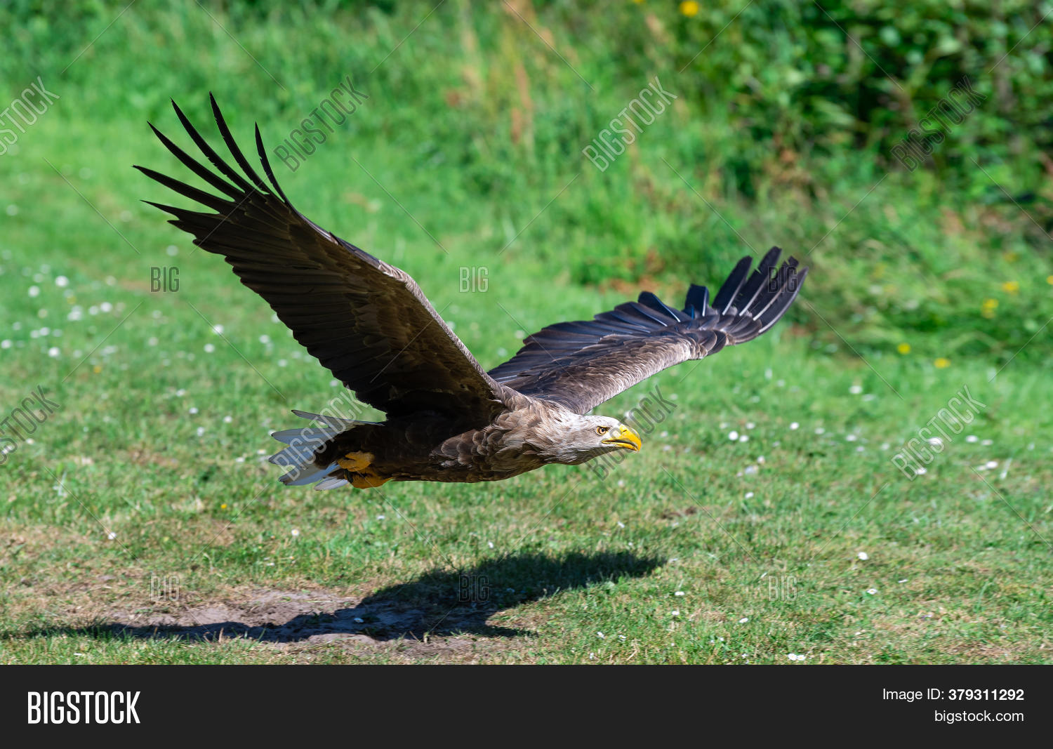 American Bald Eagle Image & Photo (Free Trial) | Bigstock