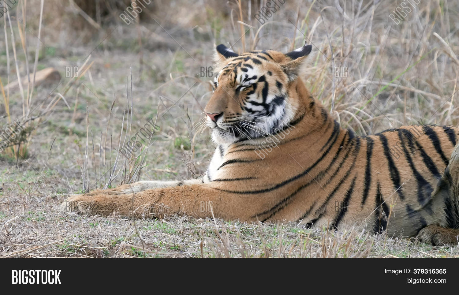 Close Young Tiger Cub Image & Photo (Free Trial) | Bigstock