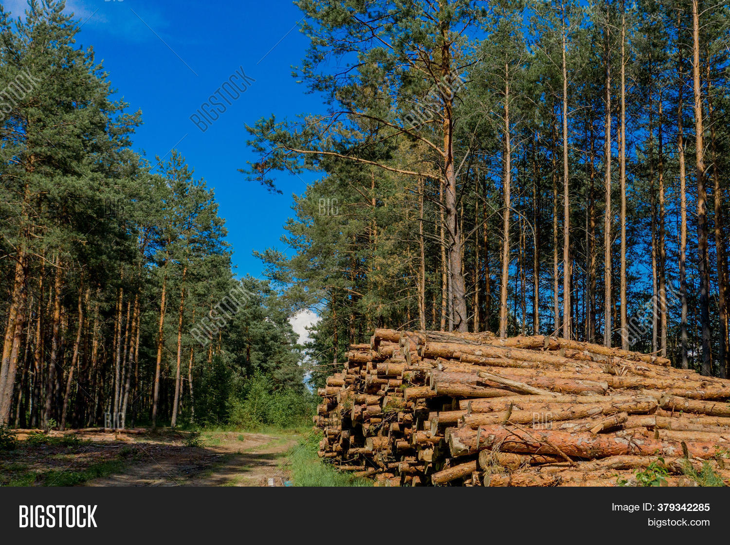 Stacked Tree Logs Pine Image & Photo (Free Trial) | Bigstock