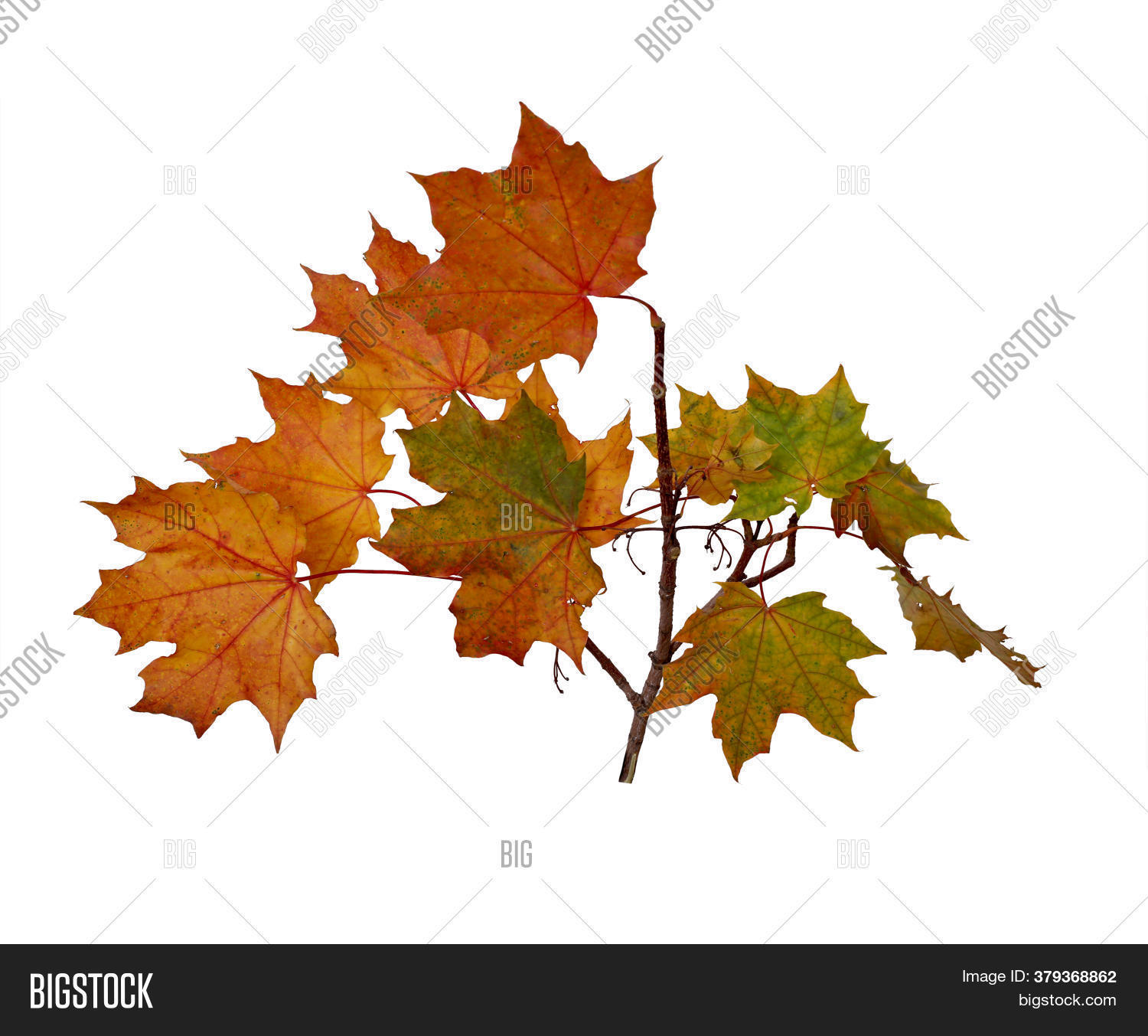 Branch Autumn Maple Image & Photo (Free Trial) | Bigstock