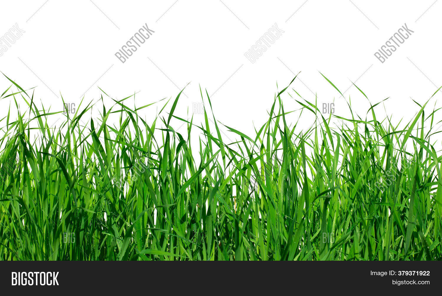 Realistic Green Grass Image & Photo (Free Trial) | Bigstock
