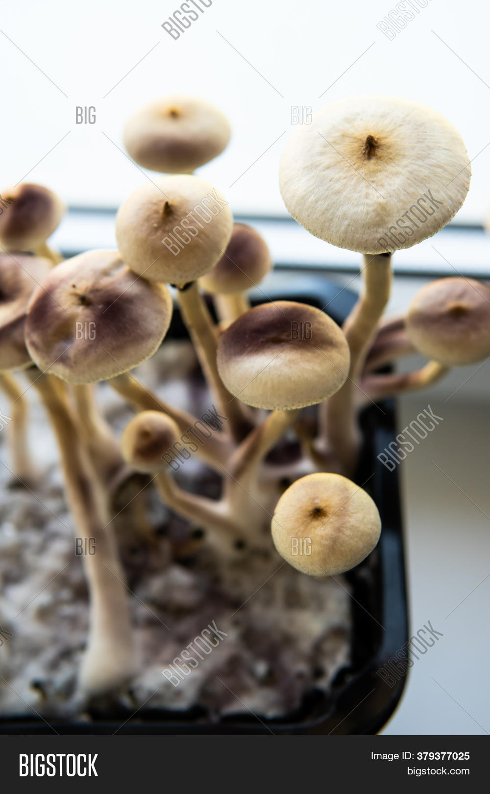 Psilocybin Cubensis Image & Photo (Free Trial) | Bigstock