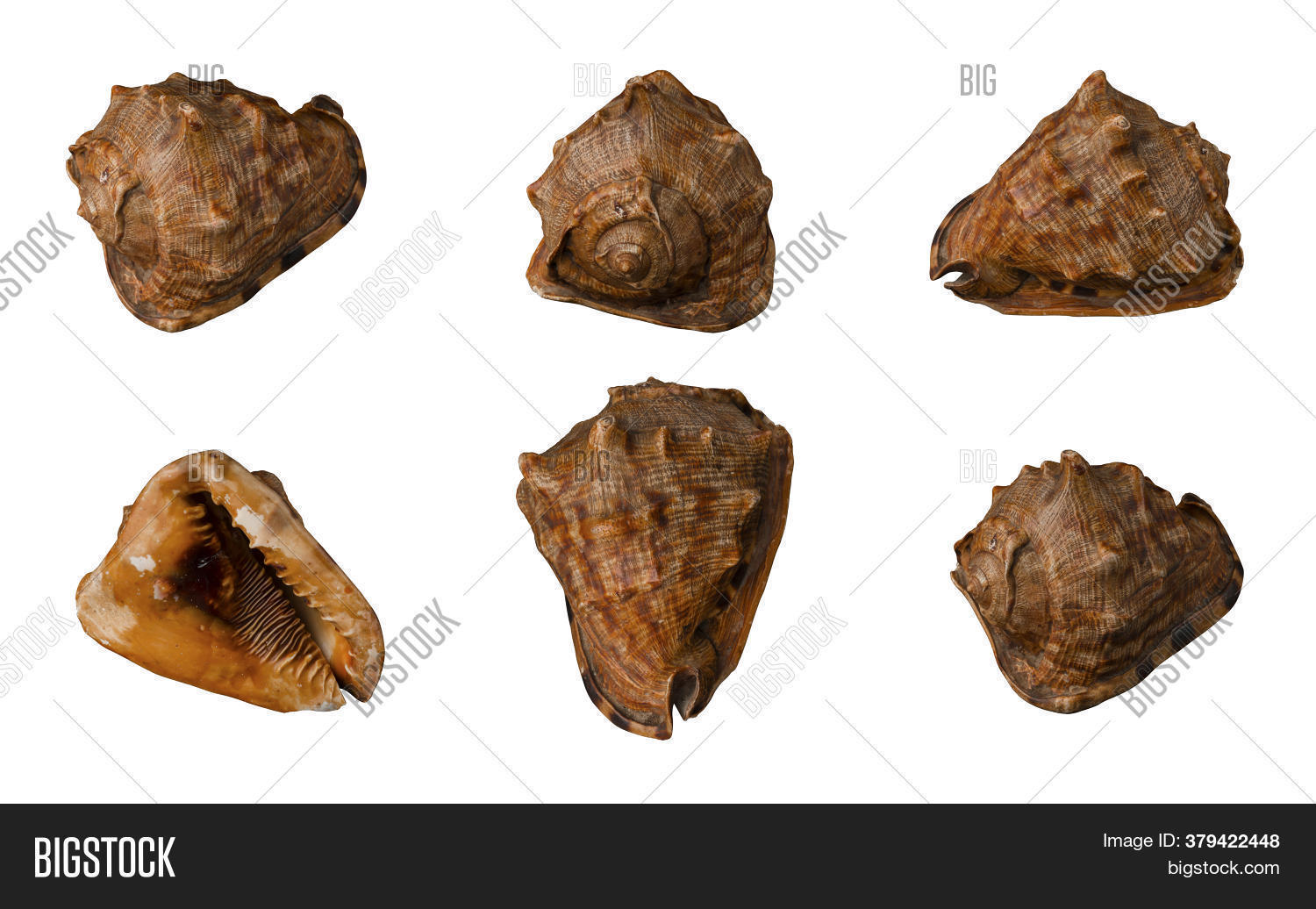 Large Seashell On Image & Photo (Free Trial) | Bigstock