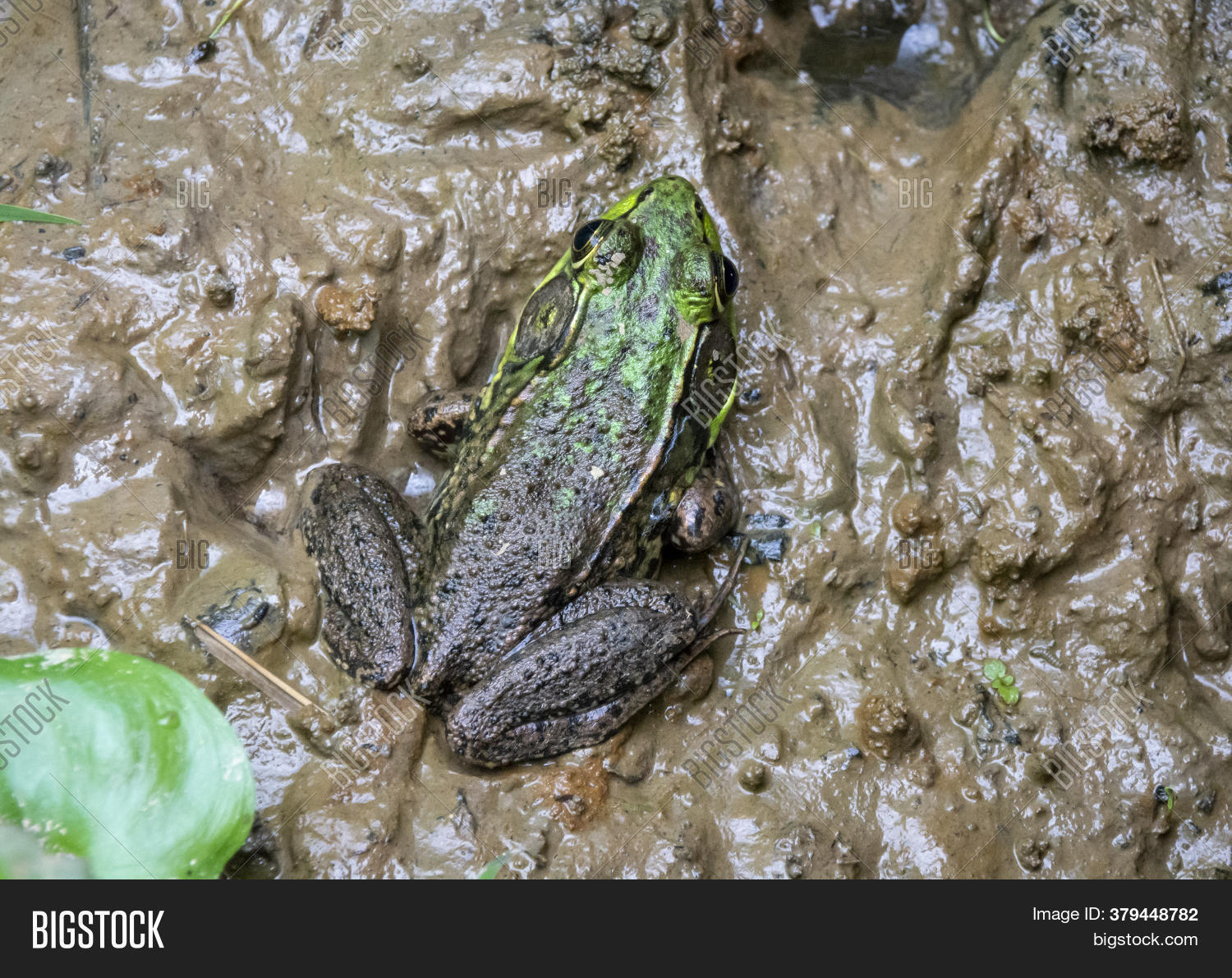 Brown Bullfrog Green Image & Photo (Free Trial) | Bigstock
