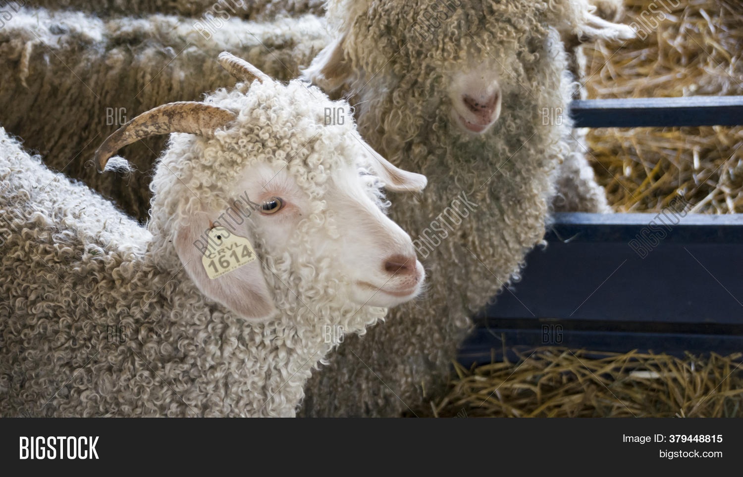 Two White Angora Goats Image & Photo (Free Trial) | Bigstock