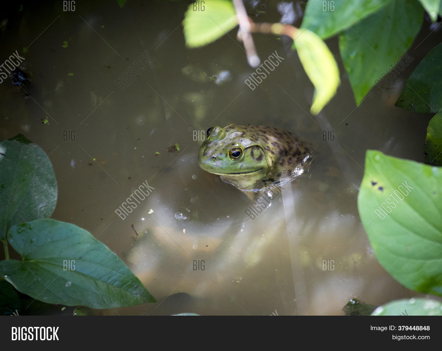 Green Bullfrog Large Image & Photo (Free Trial) | Bigstock
