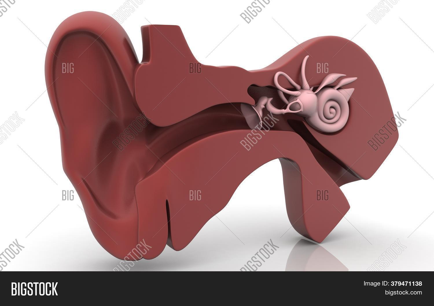 Cross Section Inner Image & Photo (Free Trial) | Bigstock