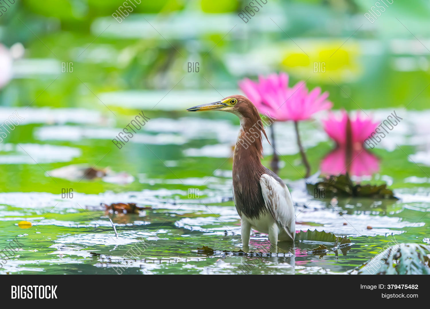 Pond Heron (Ardeola Image & Photo (Free Trial) | Bigstock