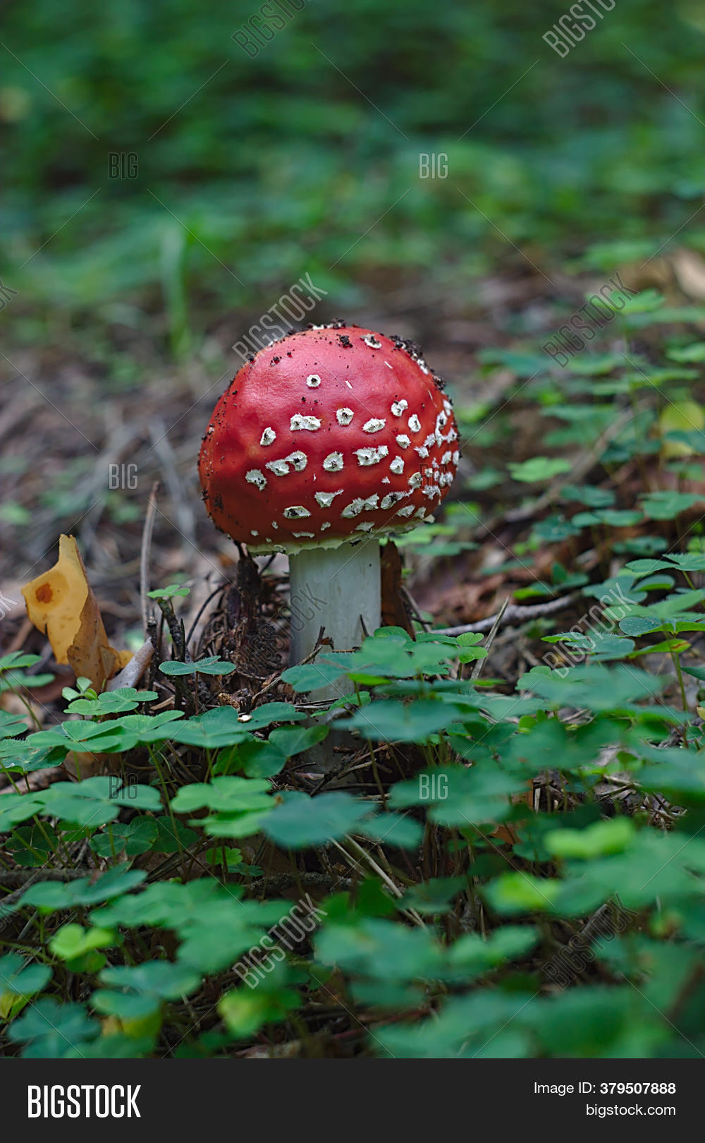 Bright Red Fly Agaric Image & Photo (Free Trial) | Bigstock