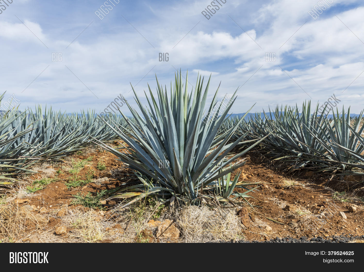 Landscape Agave Plants Image & Photo (Free Trial) | Bigstock