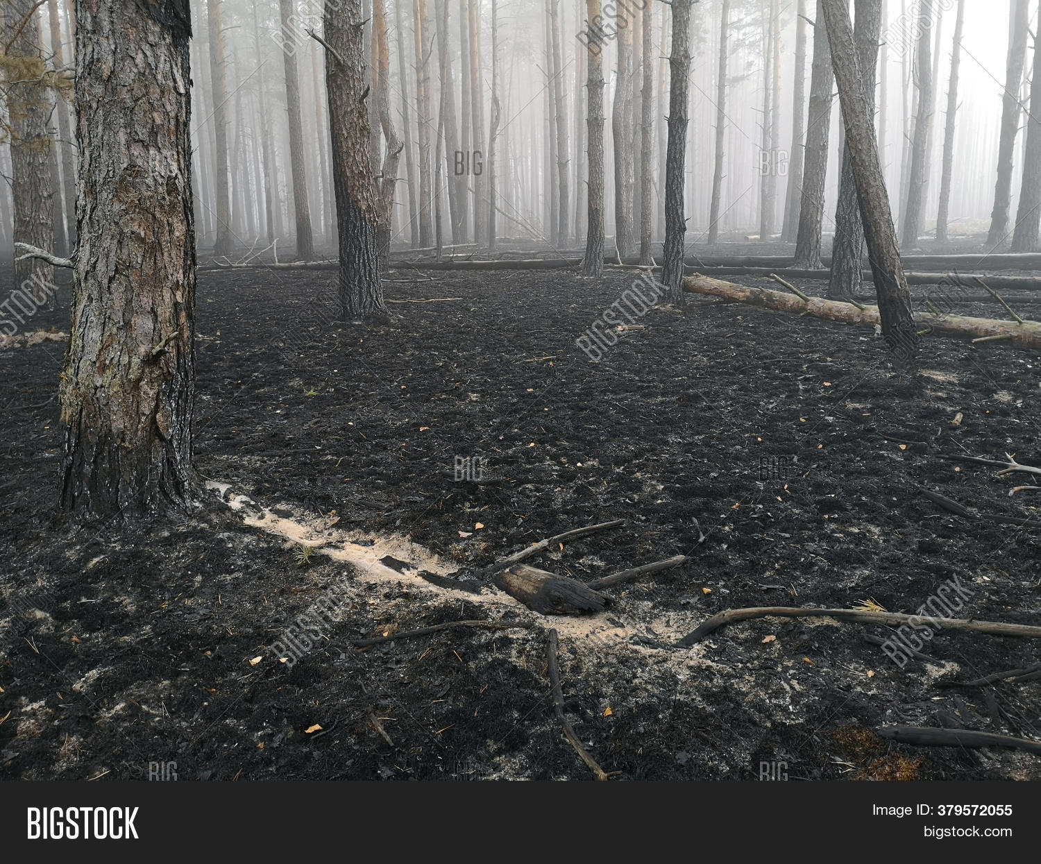 Peatlands On Fire. Image & Photo (Free Trial) | Bigstock
