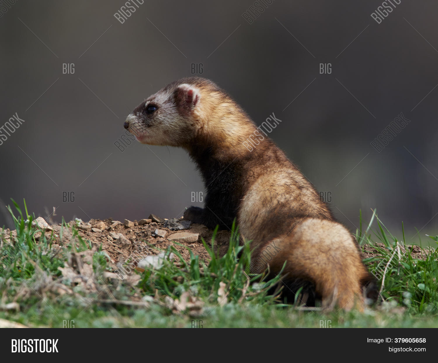 Steppe Weasels Masked Image & Photo (Free Trial) | Bigstock