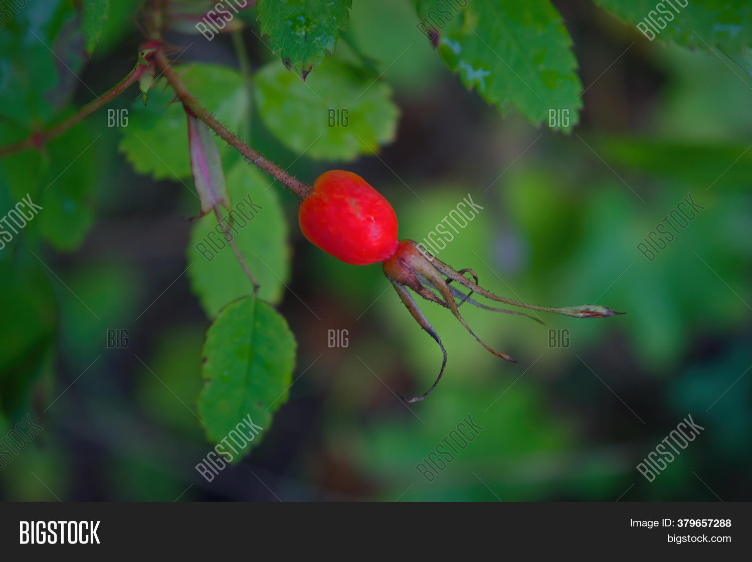 Close- Dog-rose Image & Photo (Free Trial) | Bigstock