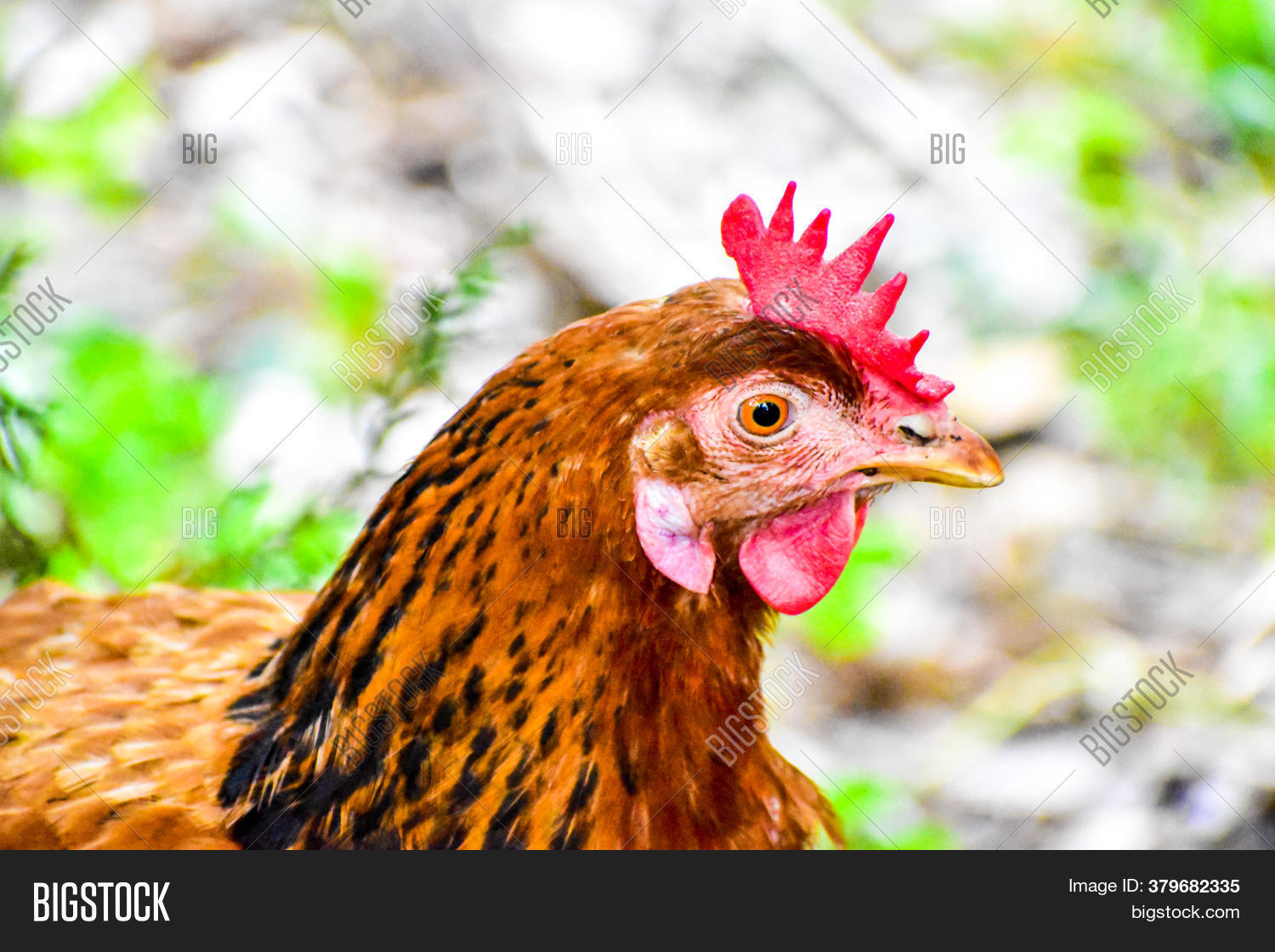 Side View Hen Sharp Image & Photo (Free Trial) | Bigstock