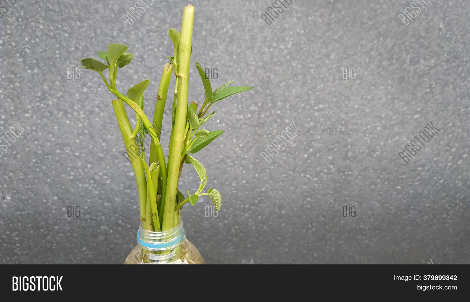 Ipomoea Aquatica Semi- Image & Photo (Free Trial) | Bigstock