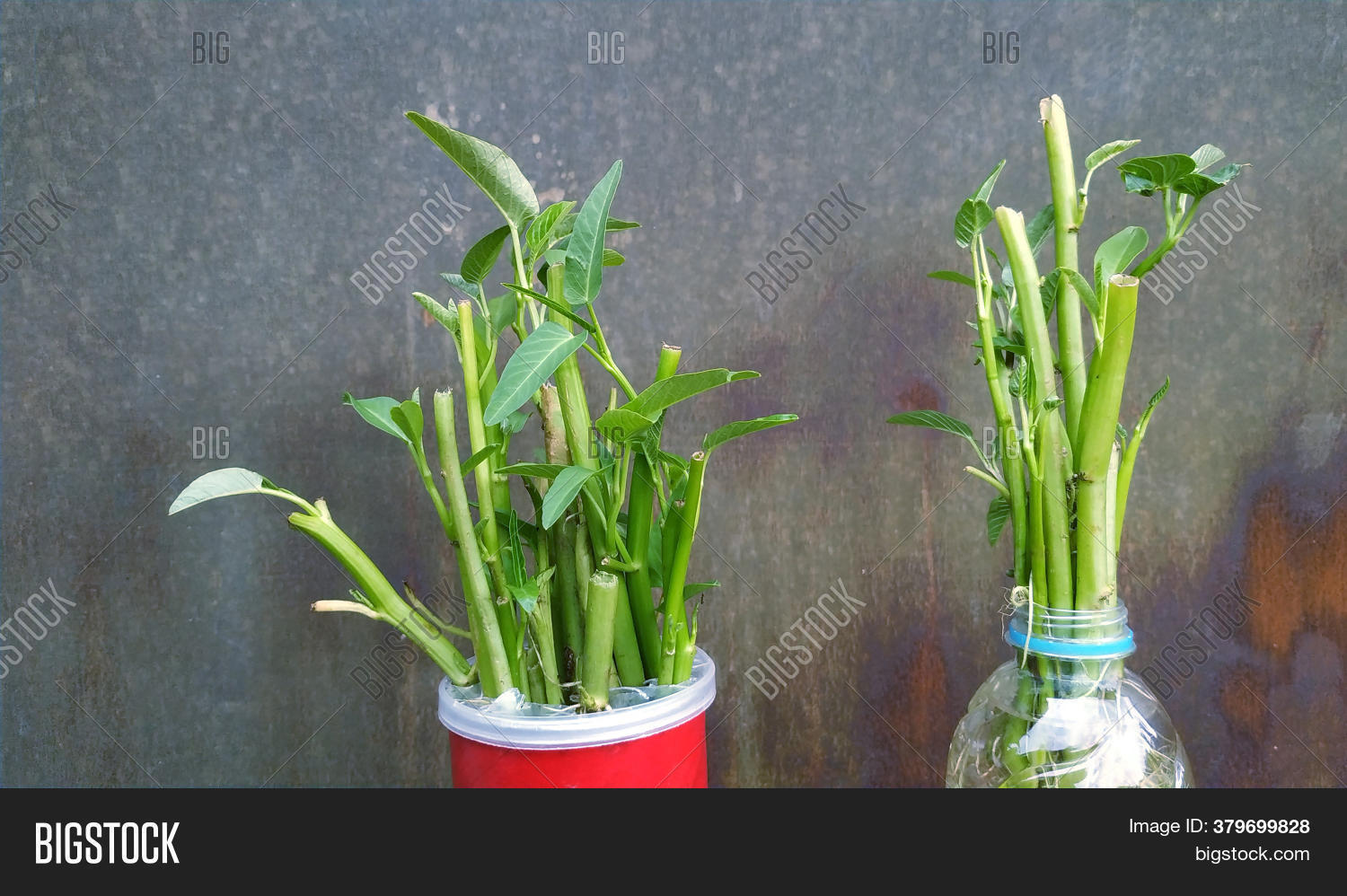 Ipomoea Aquatica Semi- Image & Photo (Free Trial) | Bigstock