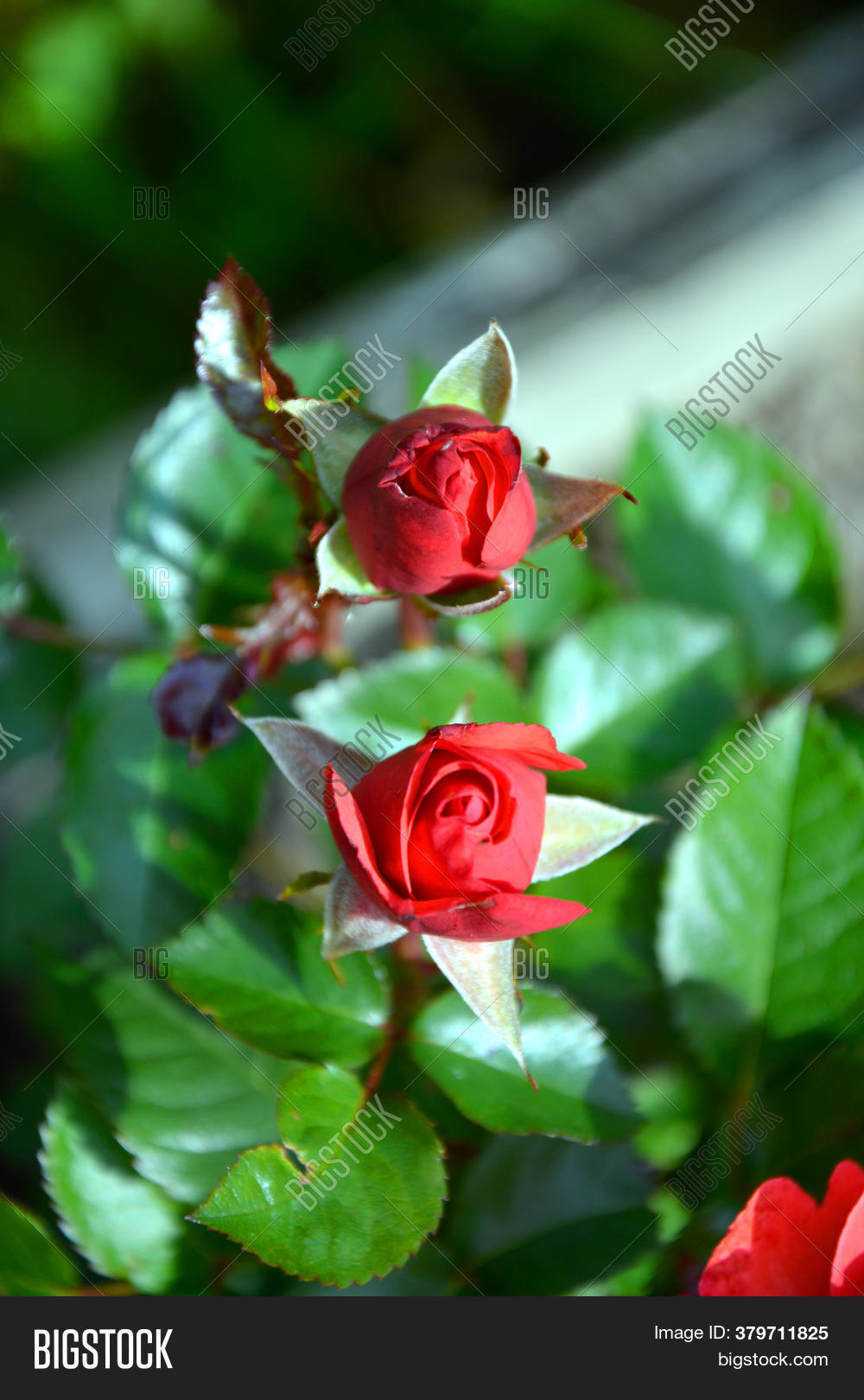Red Rose Buds Close-. Image & Photo (Free Trial) | Bigstock