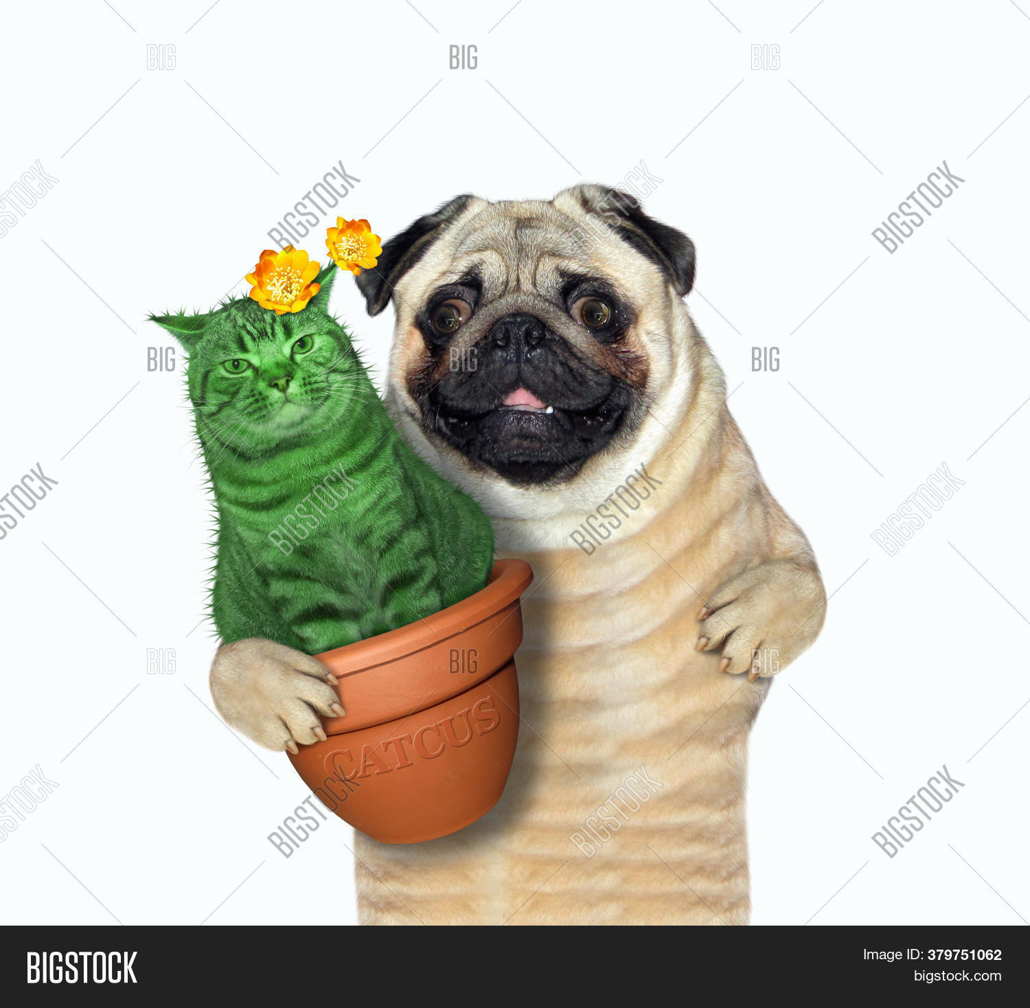 Pug Dog Gardener Image & Photo (Free Trial) | Bigstock