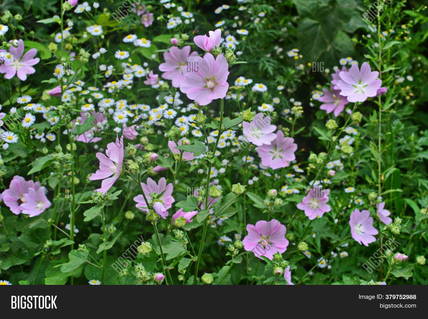 Wild Mallow Summer Image & Photo (Free Trial) | Bigstock