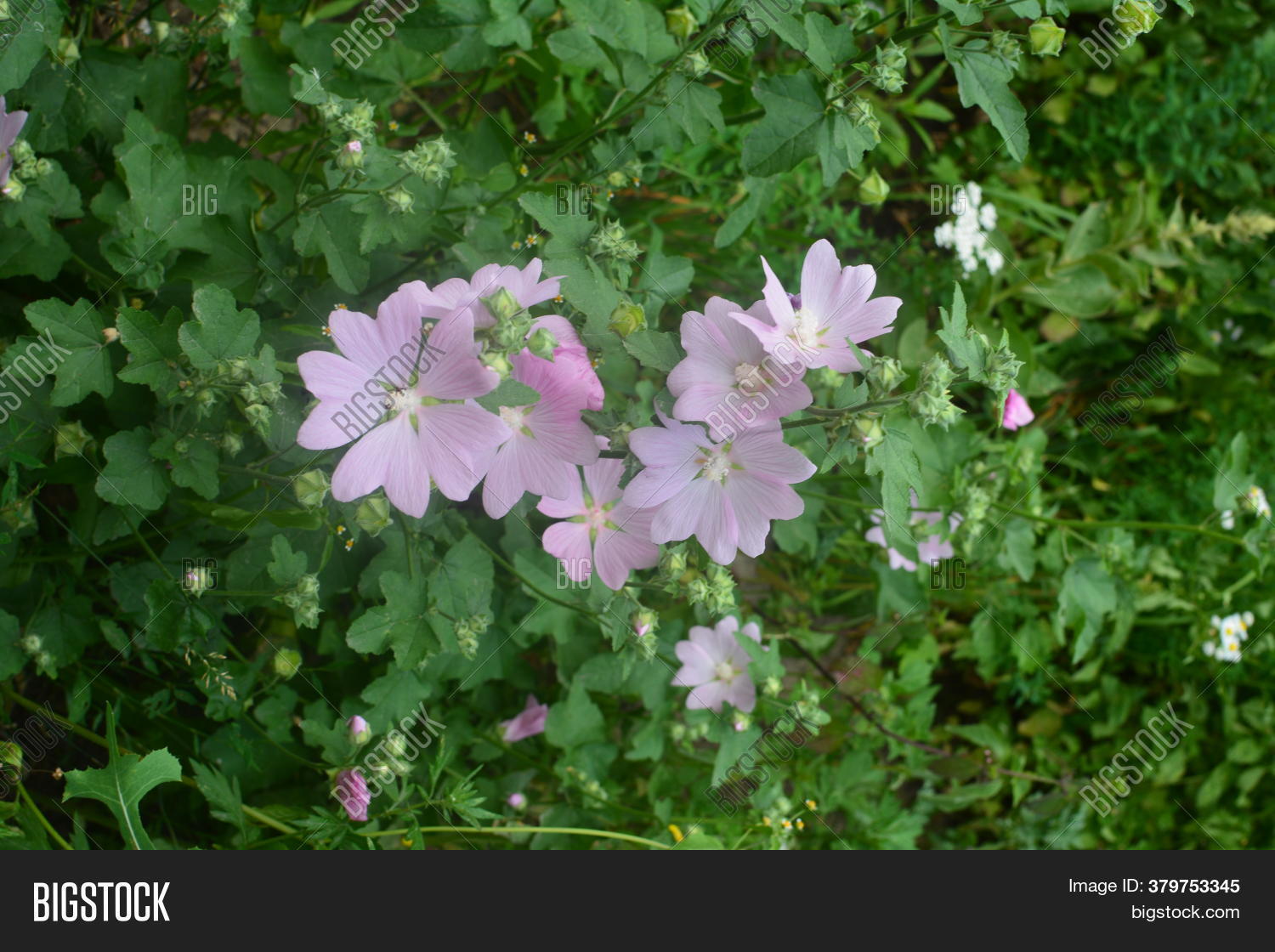 Wild Mallow Summer Image & Photo (Free Trial) | Bigstock