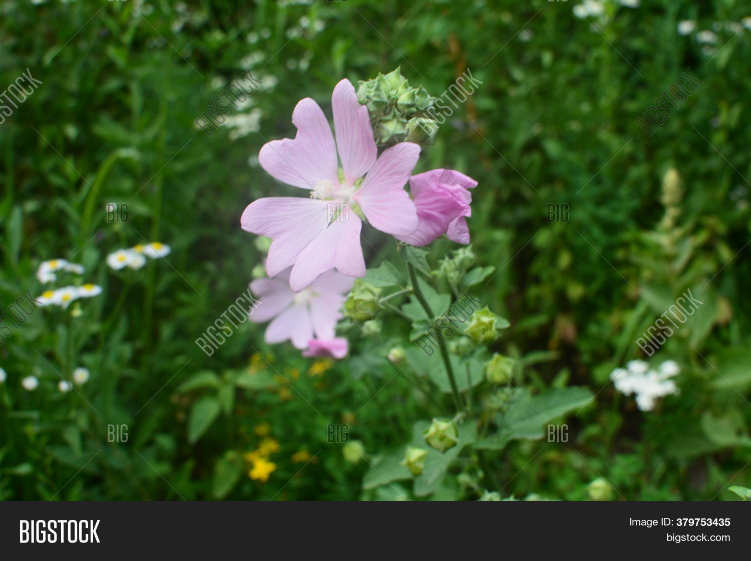 Wild Mallow Summer Image & Photo (Free Trial) | Bigstock