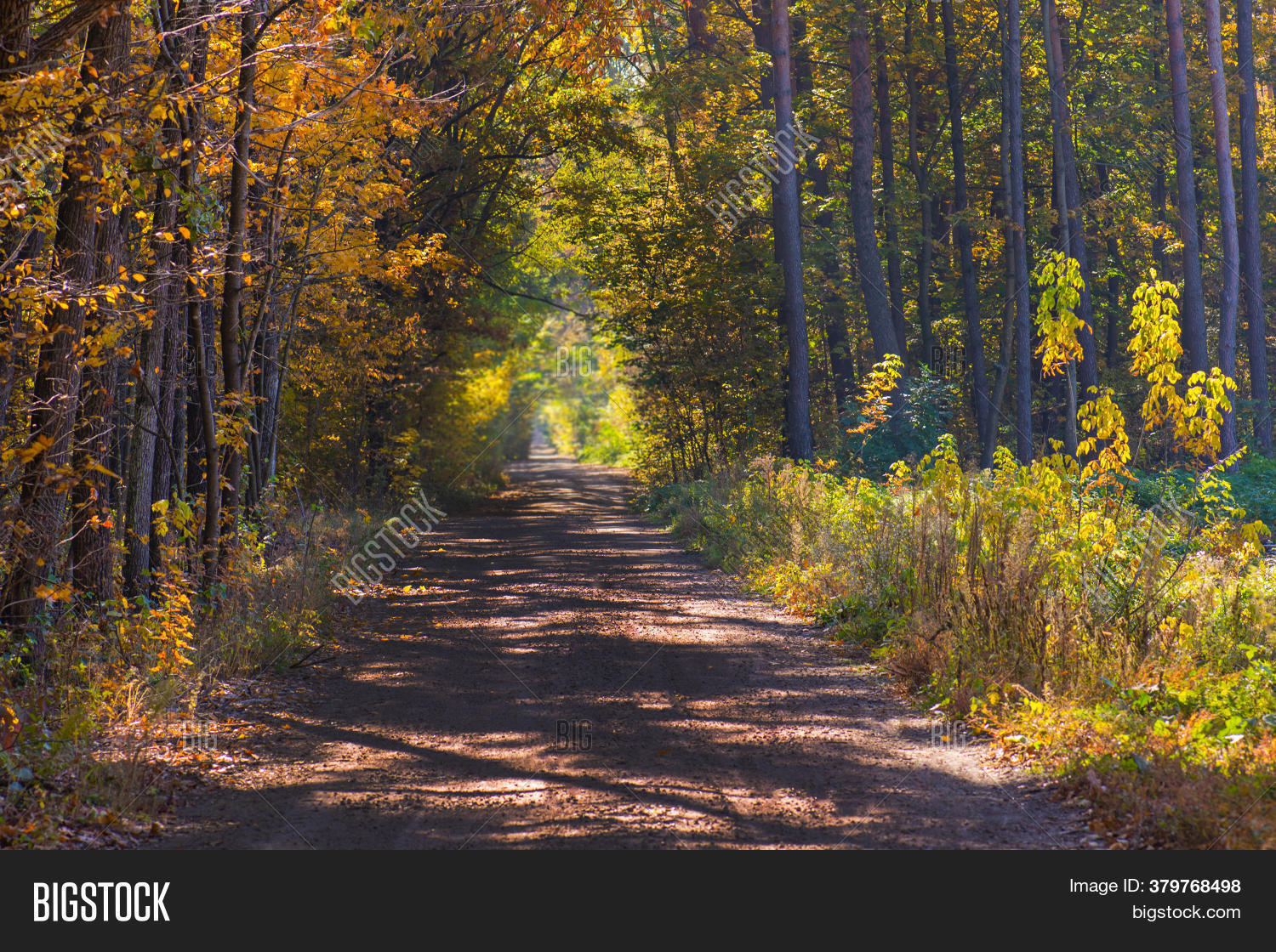 Road Fall Forest Image & Photo (Free Trial) | Bigstock