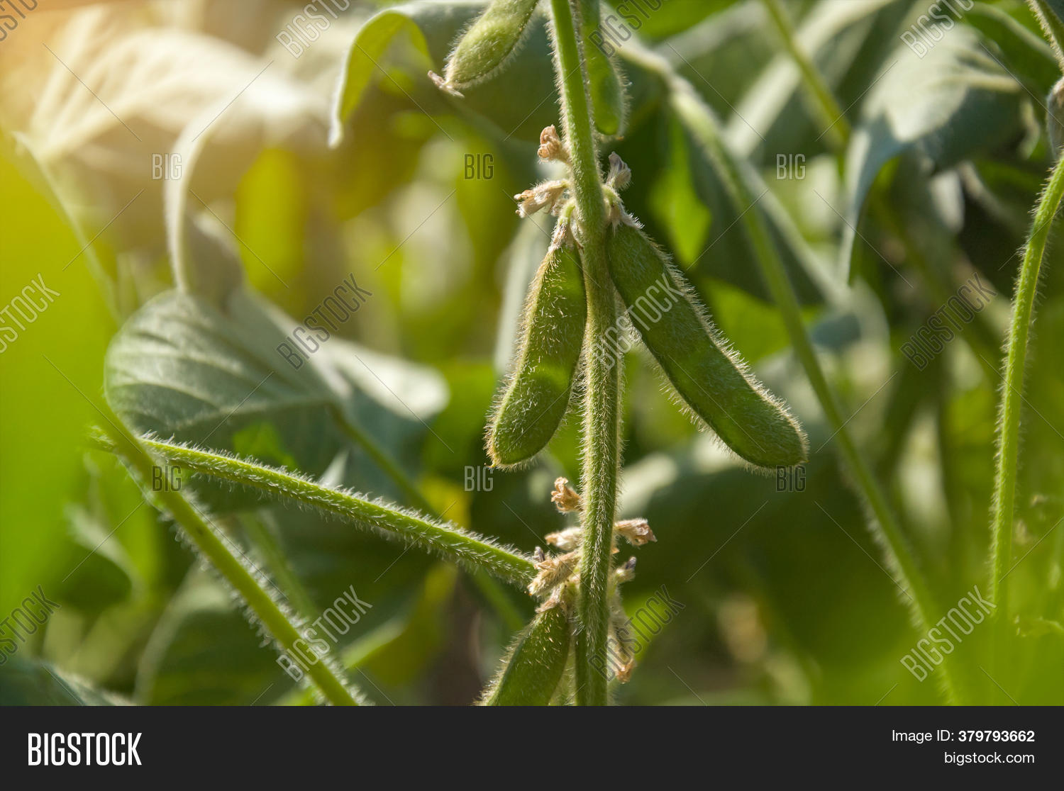 Soybean Pods On Young Image & Photo (Free Trial) | Bigstock