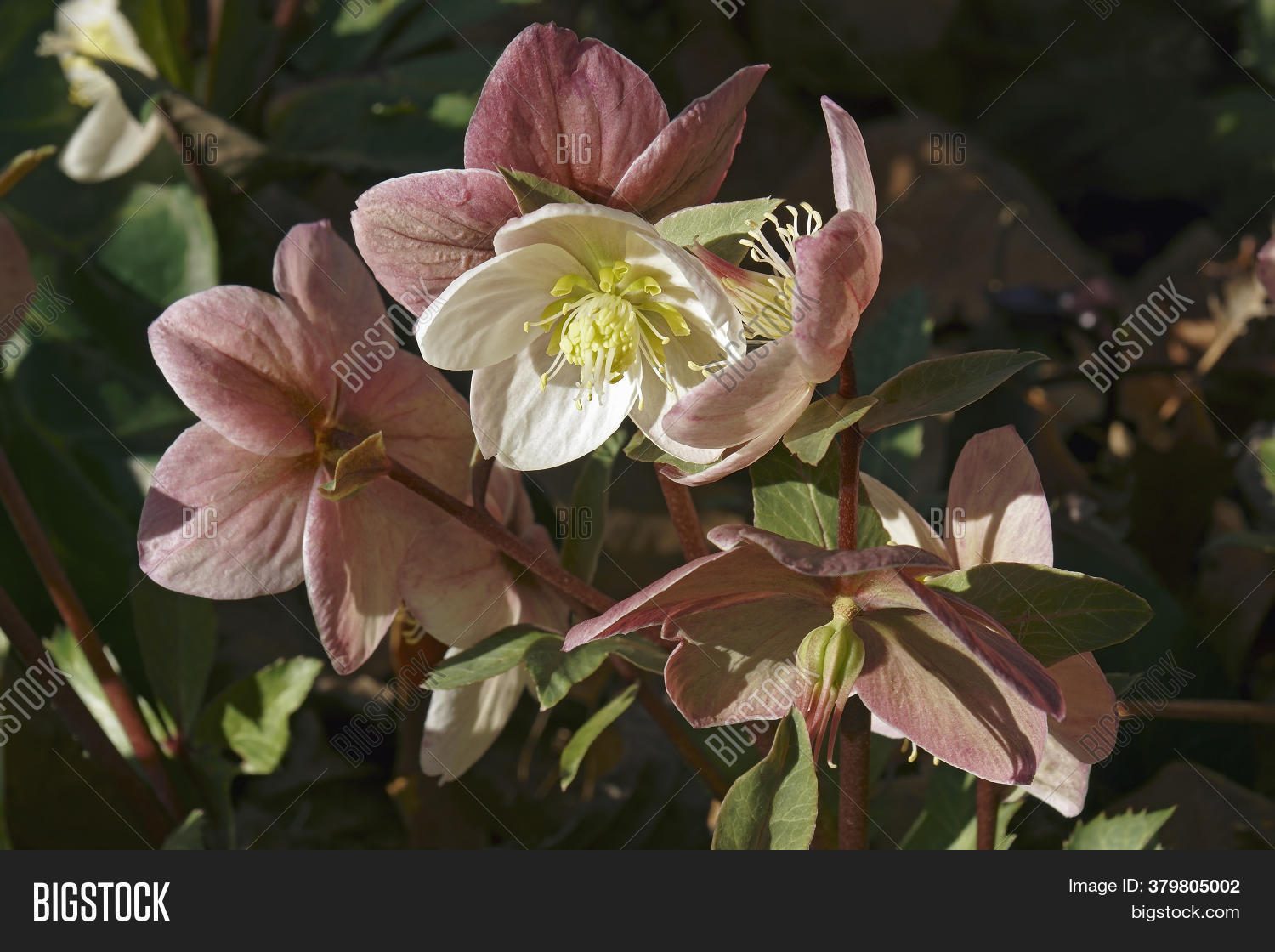 Merlin Lenten Rose ( Image & Photo (Free Trial) | Bigstock