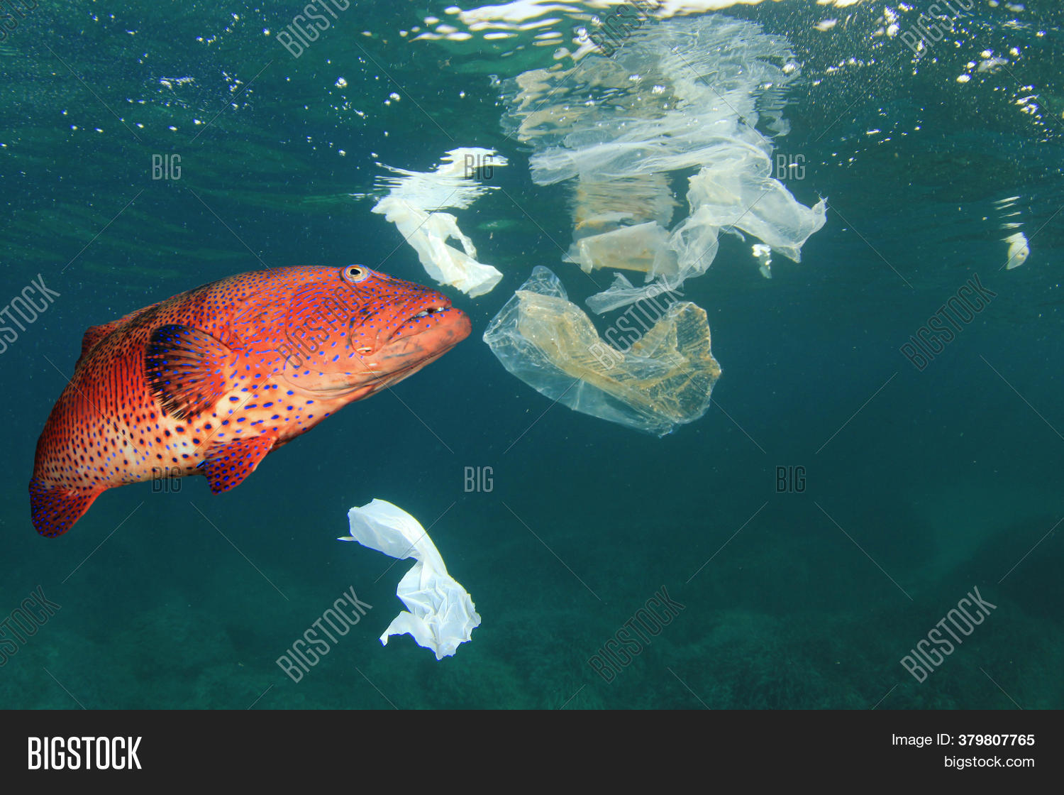 Plastic Pollution Image & Photo (Free Trial) | Bigstock