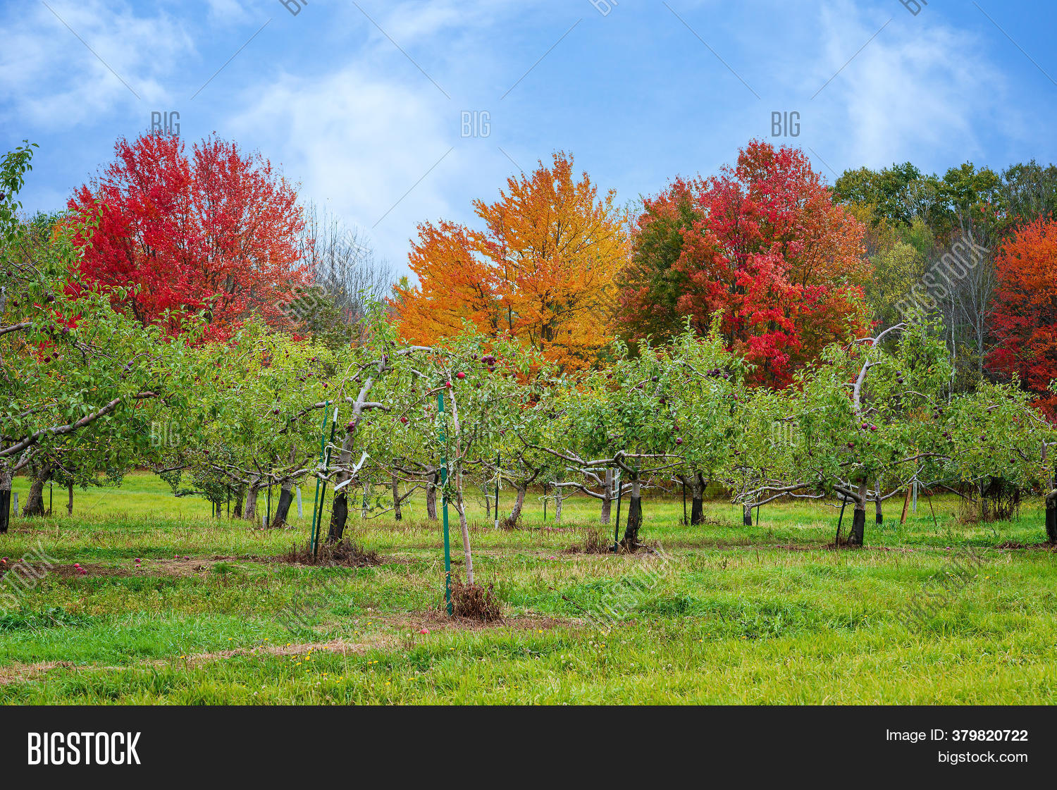Apple Orchard Against Image & Photo (Free Trial) | Bigstock