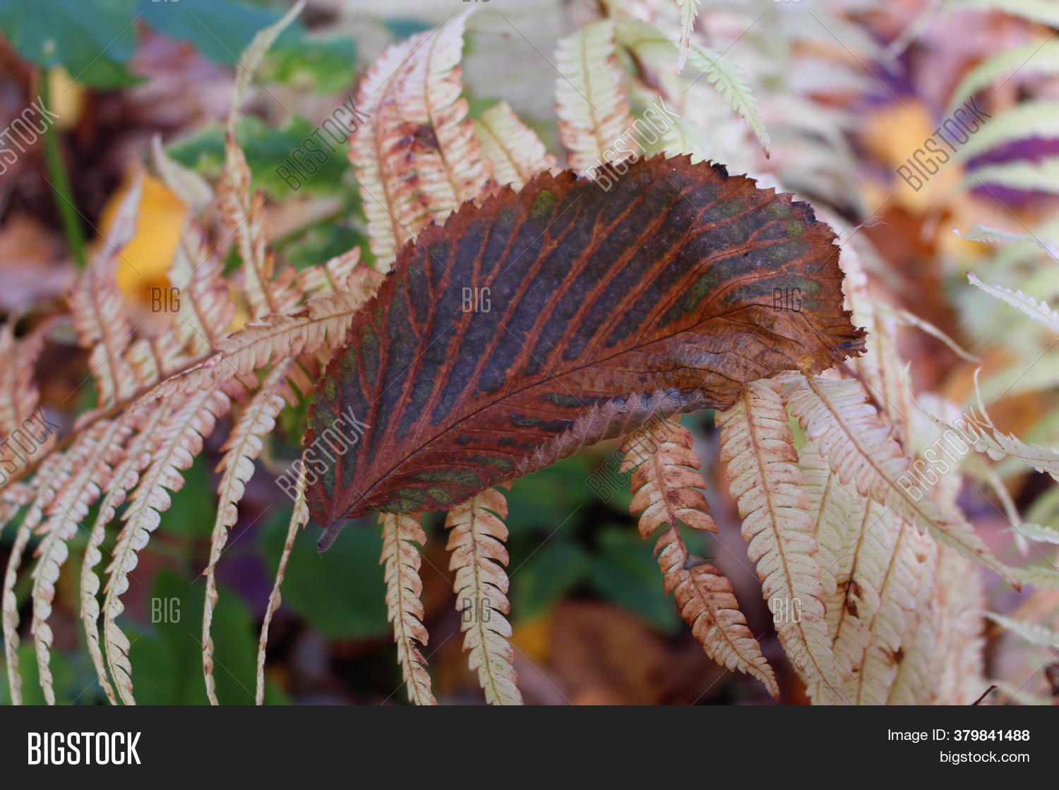 Beautiful Brown Elm Image & Photo (Free Trial) | Bigstock