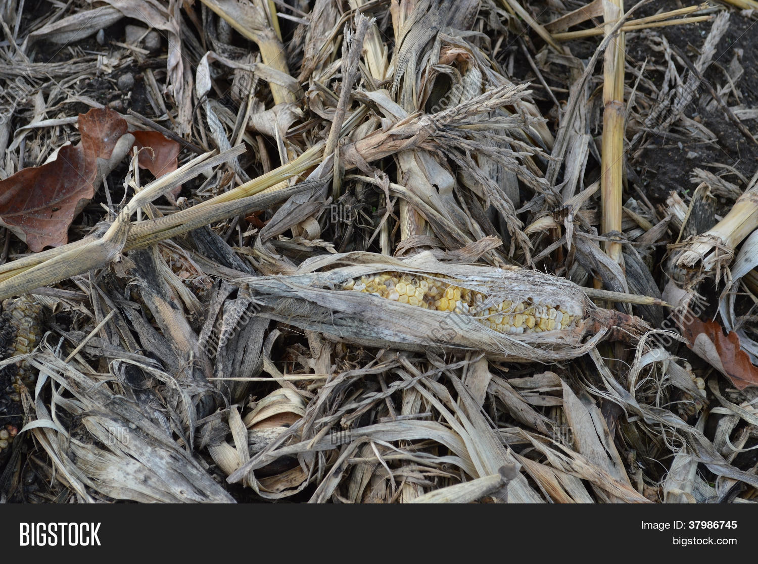Rotten Corn Lying Image & Photo (Free Trial) | Bigstock
