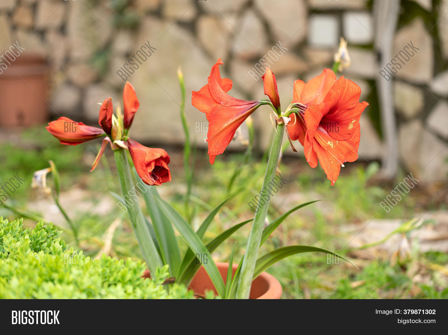 Amaryllis Red Pearl ( Image & Photo (Free Trial) | Bigstock