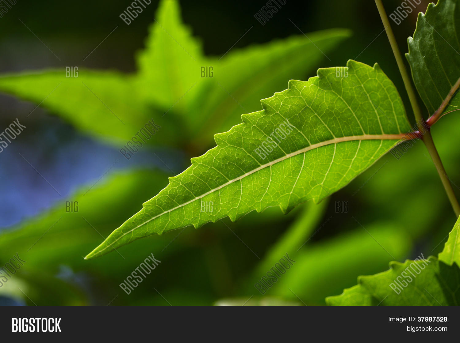 Neem Leaves- Image & Photo (Free Trial) | Bigstock