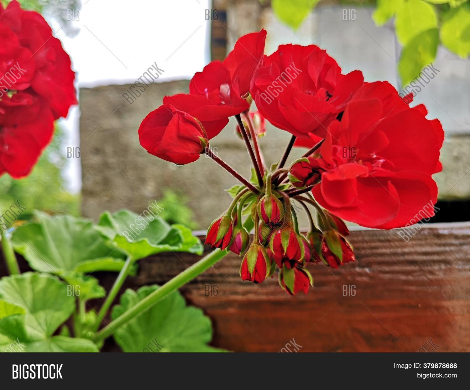Red Geraniums Flower Image & Photo (Free Trial) | Bigstock