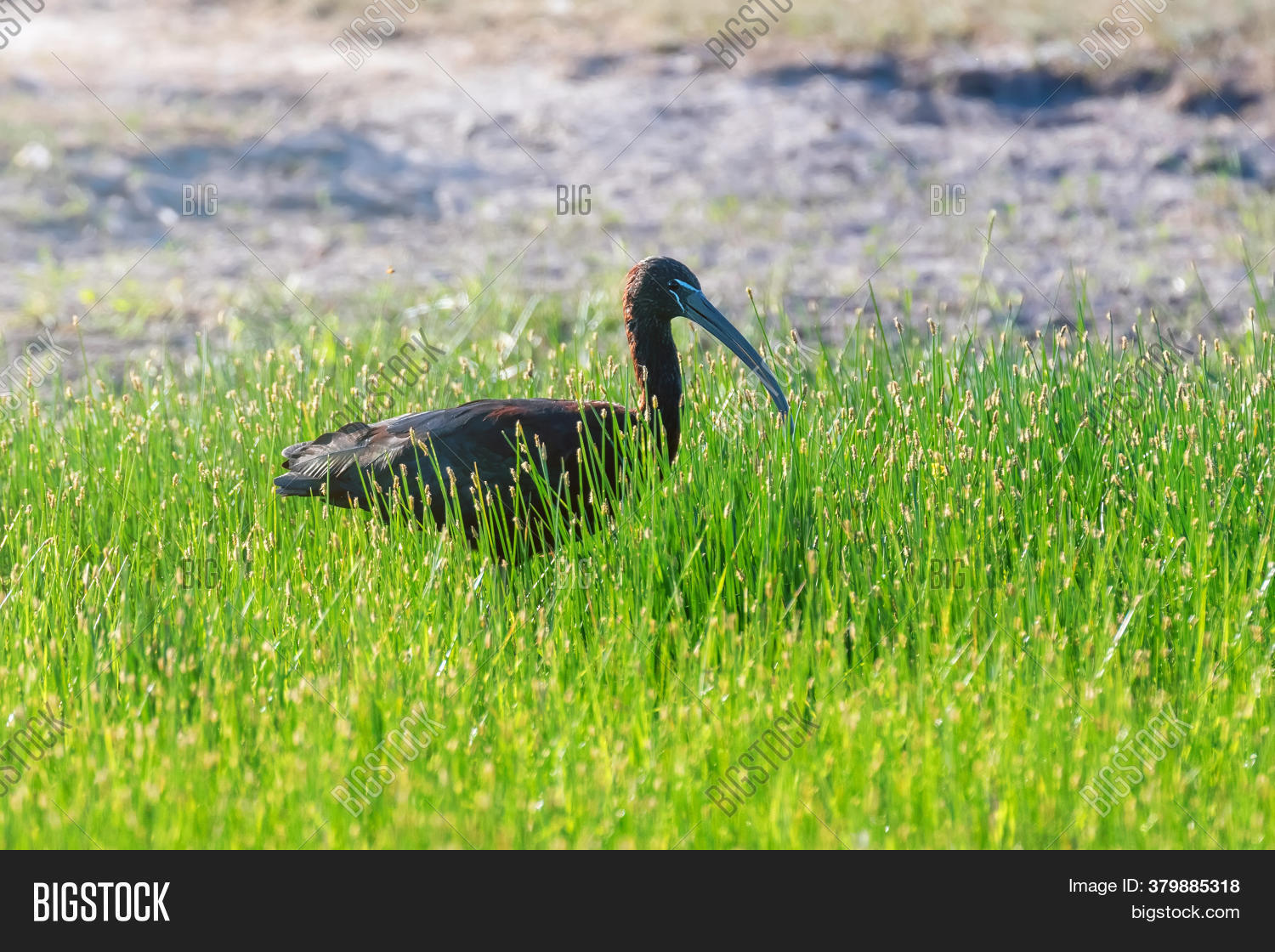 Glossy Ibis (plegadis Image & Photo (Free Trial) | Bigstock