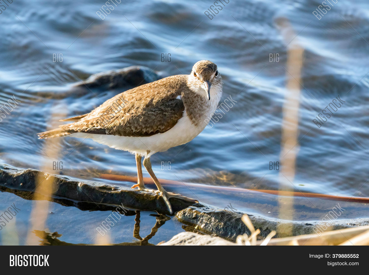 Common Sandpiper Water Image & Photo (Free Trial) | Bigstock