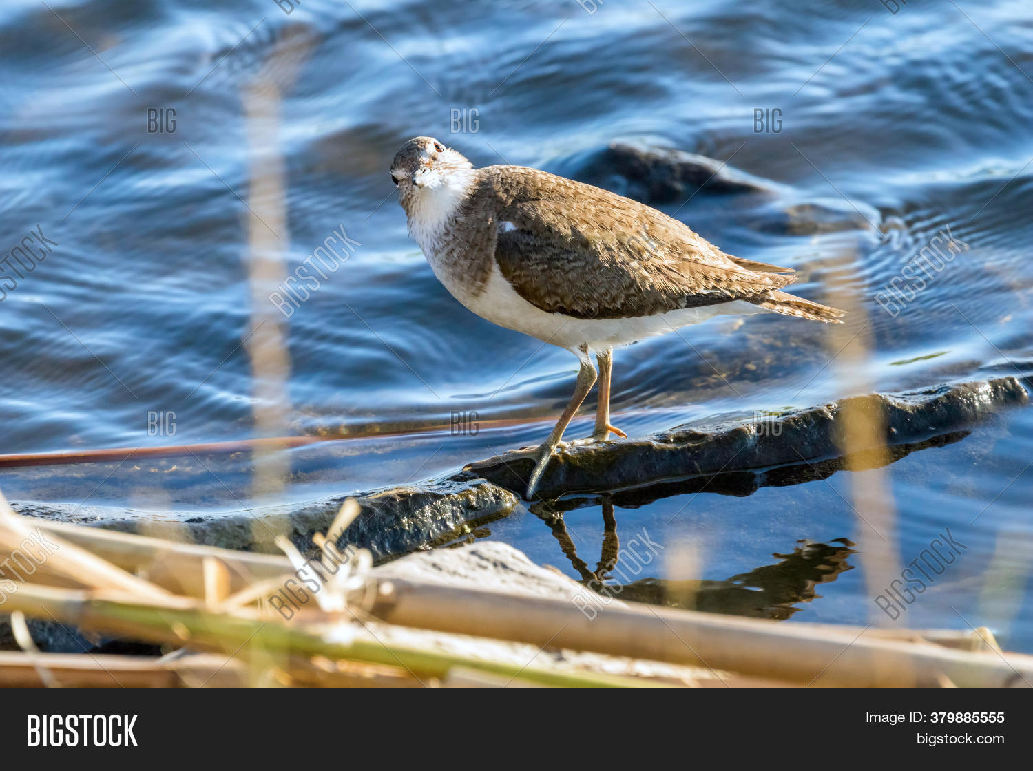 Common Sandpiper Water Image & Photo (Free Trial) | Bigstock