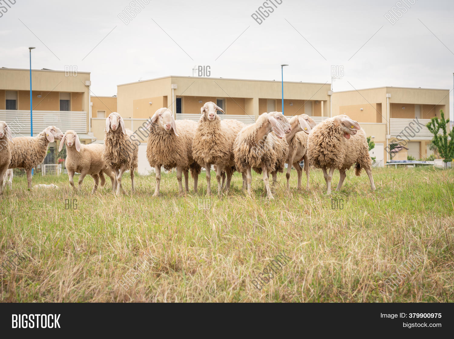 Sheep Grazing Row, Image & Photo (Free Trial) | Bigstock