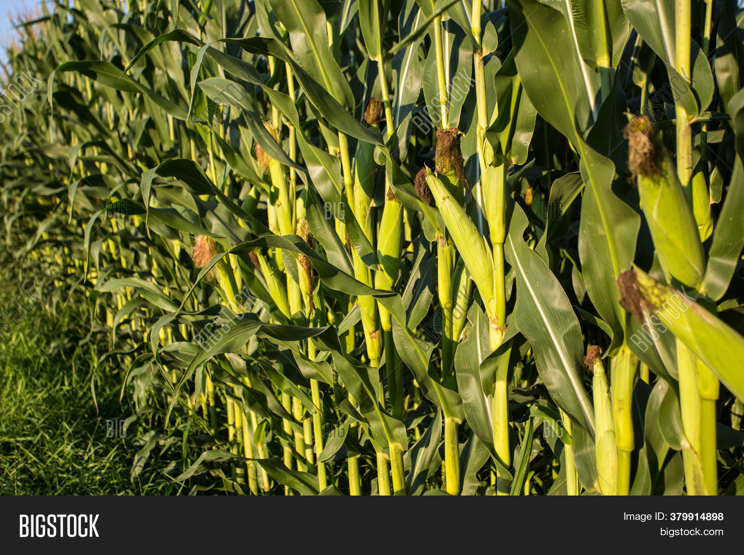 Corn Field Evening Sun Image & Photo (Free Trial) | Bigstock