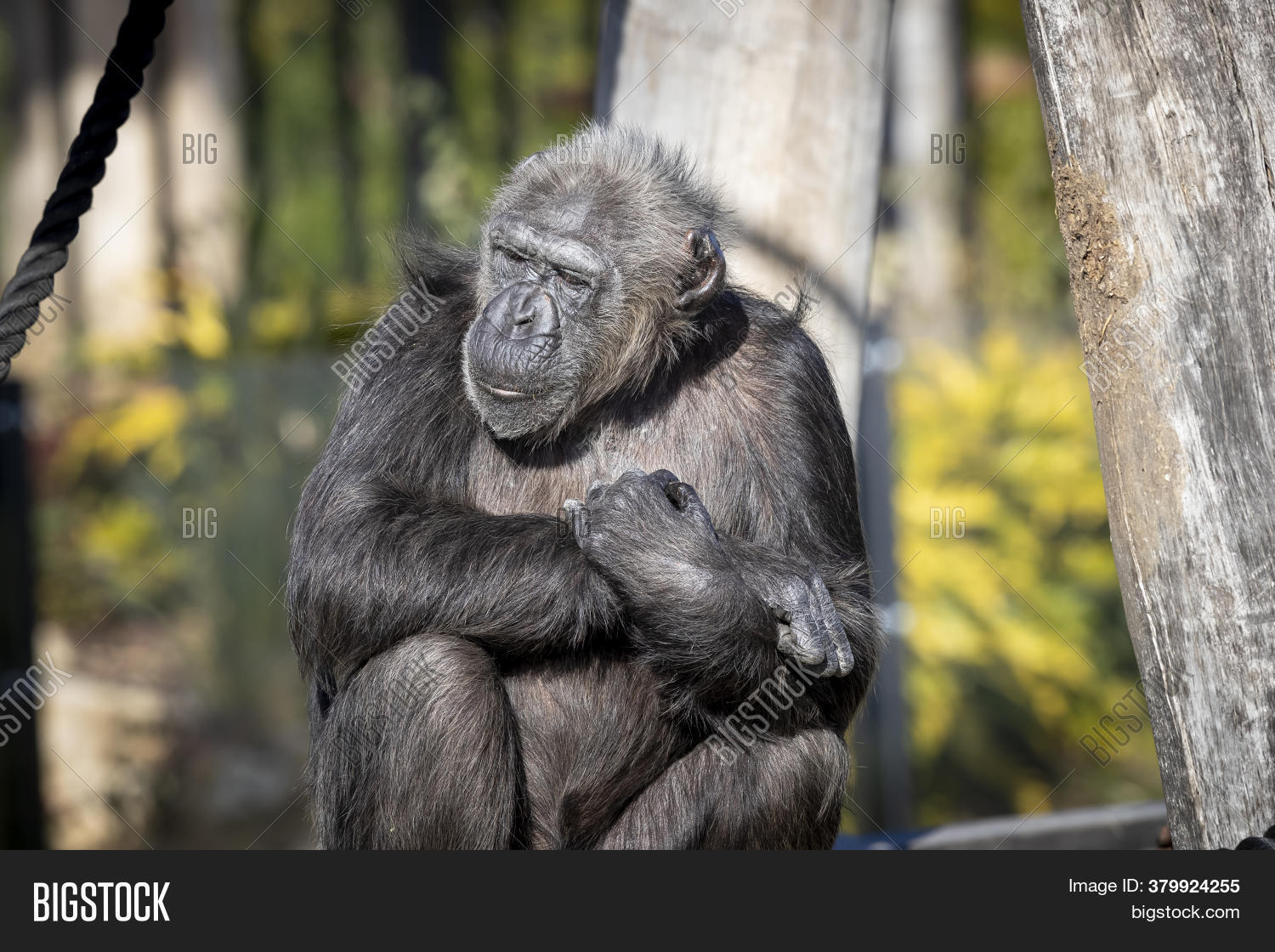 Chimpanzee Resting Image & Photo (Free Trial) | Bigstock