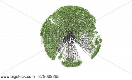 Growing Tree, Forming Image & Photo (Free Trial) | Bigstock