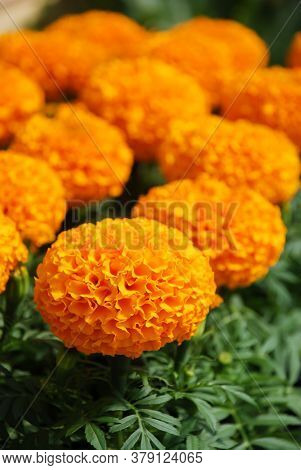 Marigolds Orange Color Image & Photo (Free Trial) | Bigstock