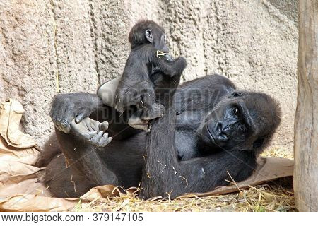 Gorilla Cub Next Image & Photo (Free Trial) | Bigstock