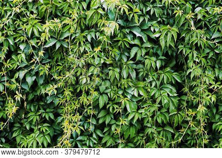 Climber Plant Image & Photo (Free Trial) | Bigstock