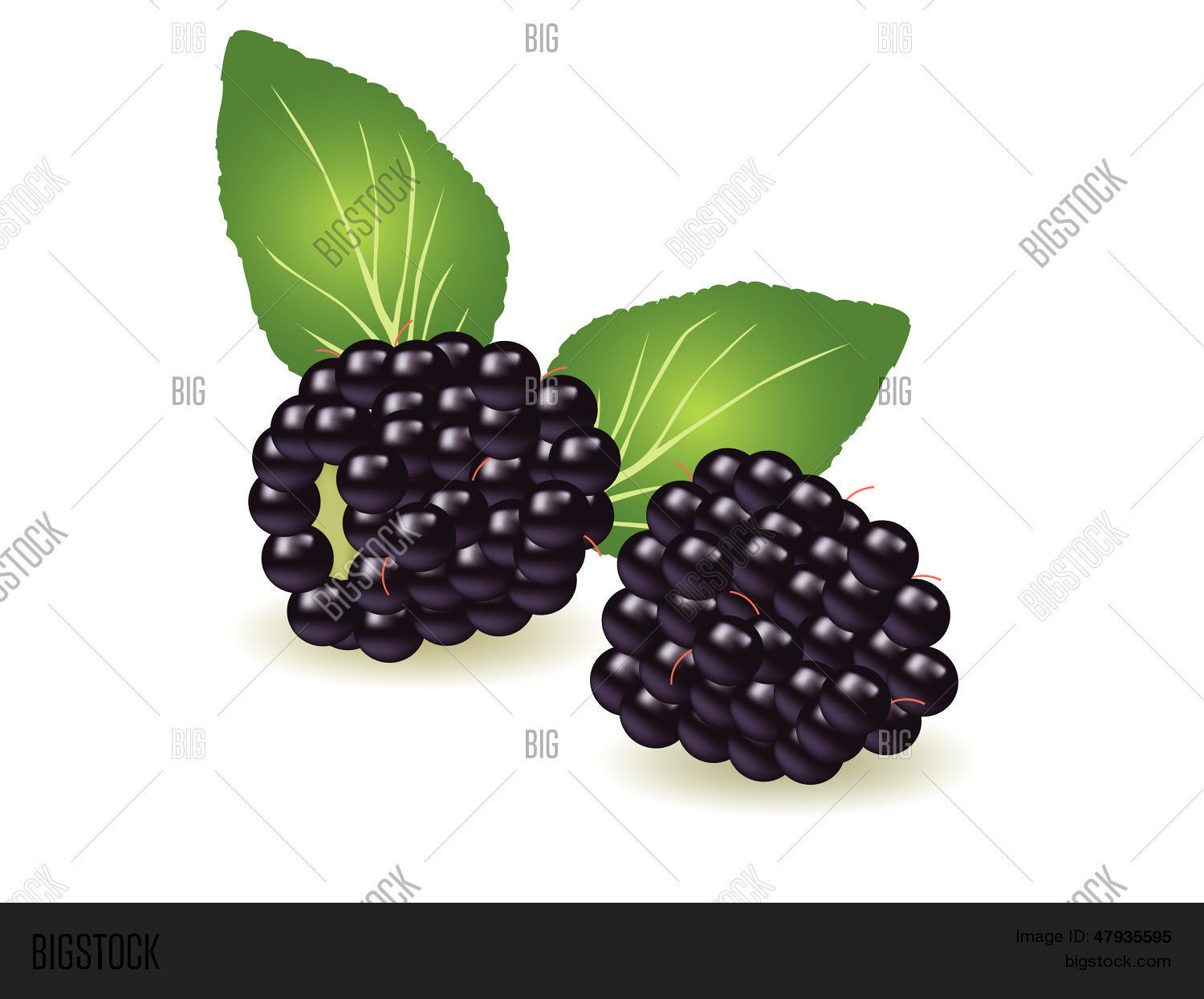 Vector y foto Moras (prueba gratis) | Bigstock