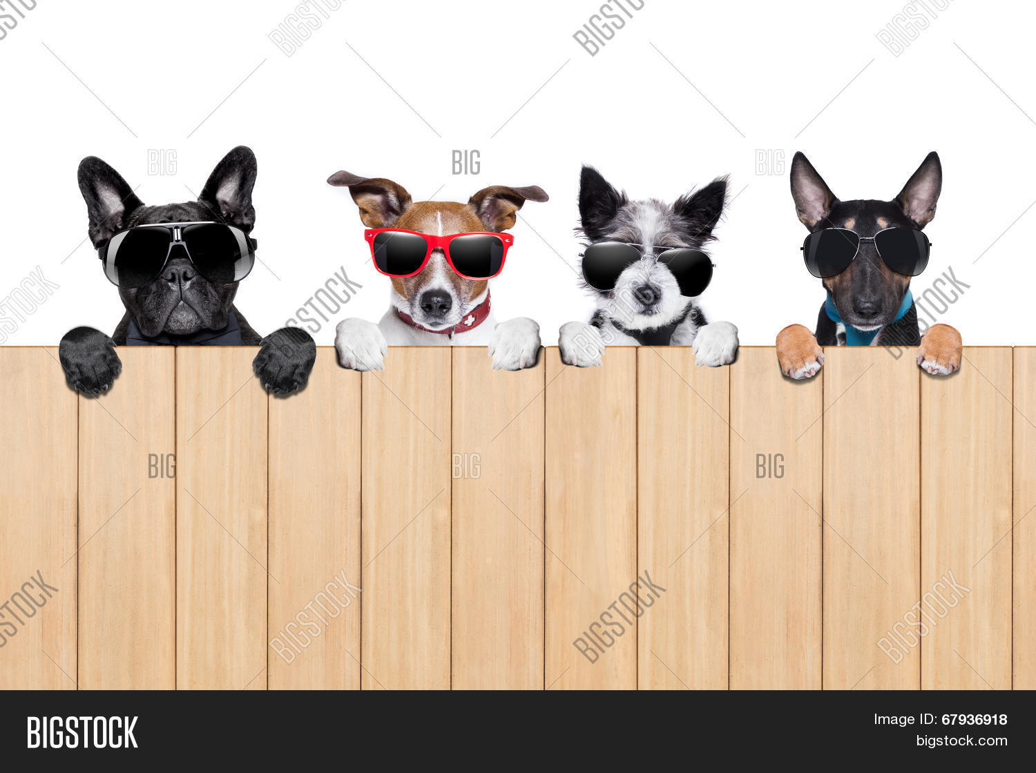 Big Row Dogs Image & Photo (Free Trial) | Bigstock
