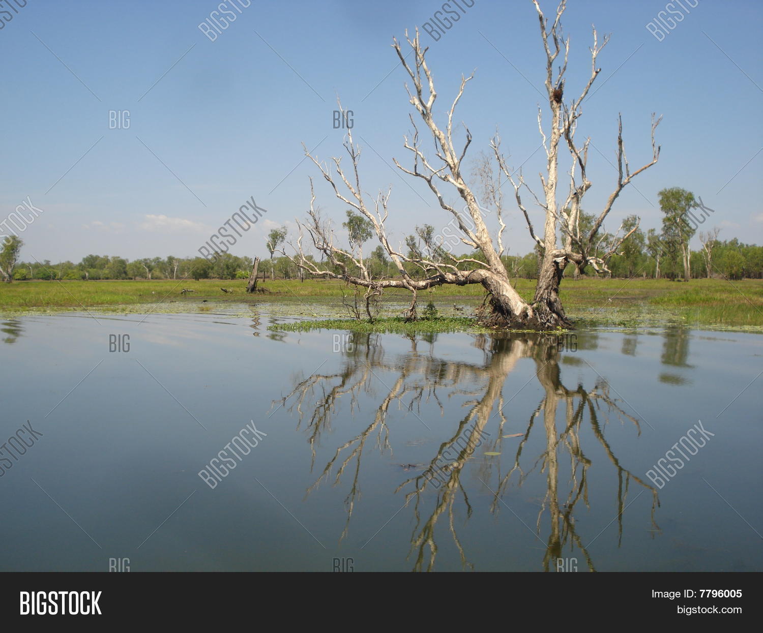 Tree Reflection Water Image & Photo (Free Trial) | Bigstock