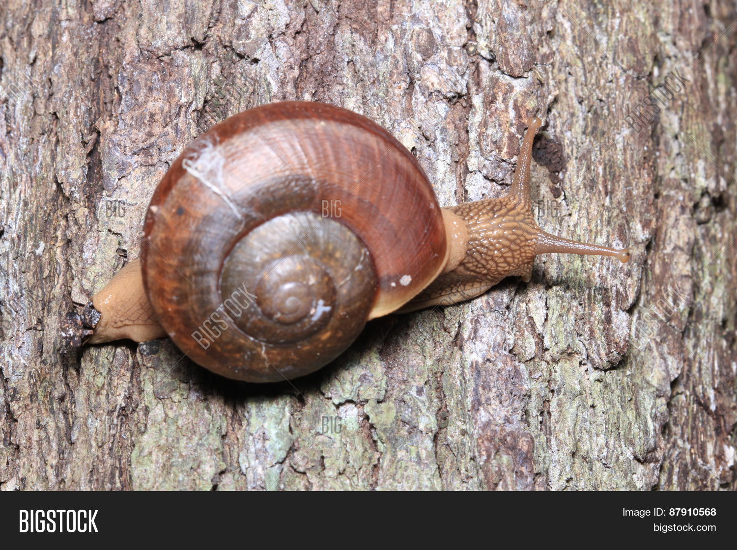 Snail On Tree Forest Image & Photo (Free Trial) | Bigstock
